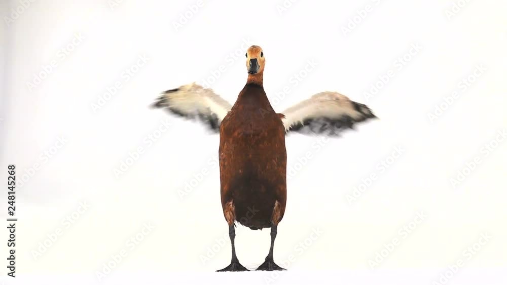 Video Stock .slow motion. male Beautiful bright red duck (Ogar ...