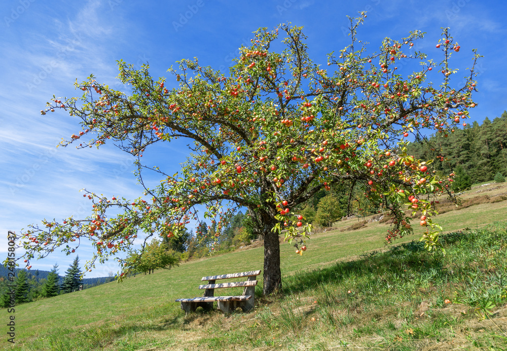 Apfelbaum voll reifer roter Äpfel und mit darunterstehender Bank an ...