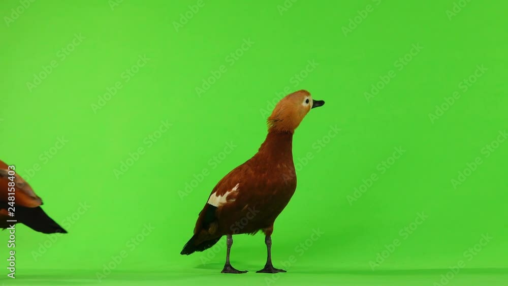 two male and female Beautiful bright red duck (Ogar) isolated on green ...