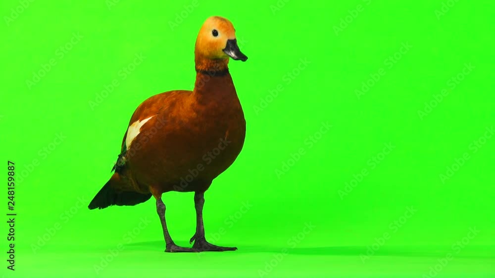 male Beautiful bright red duck (Ogar) cleans feathers, isolated on ...