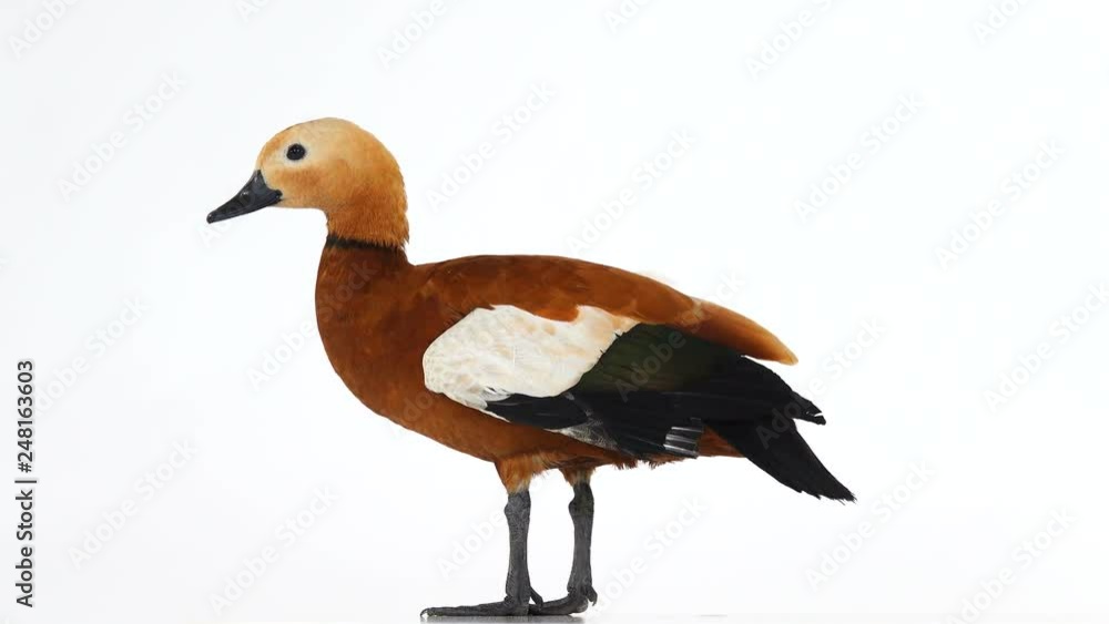 male Beautiful bright red duck (Ogar) isolated on white screen (In ...