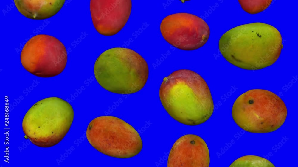 Realistic render of falling sindhoora mangoes on blue background. The ...