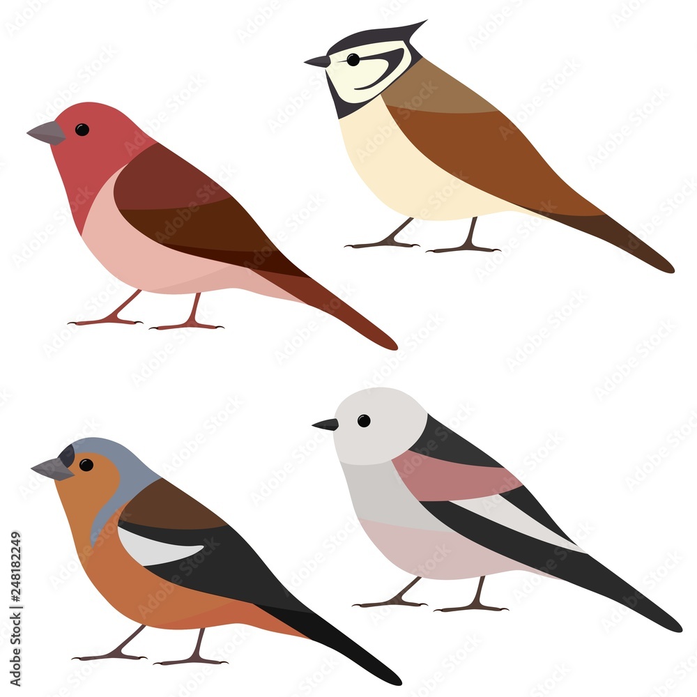 Vector collection of garden bird. Long-tailed tit, crested tit, chaffinch, rosefinch isolated on ...