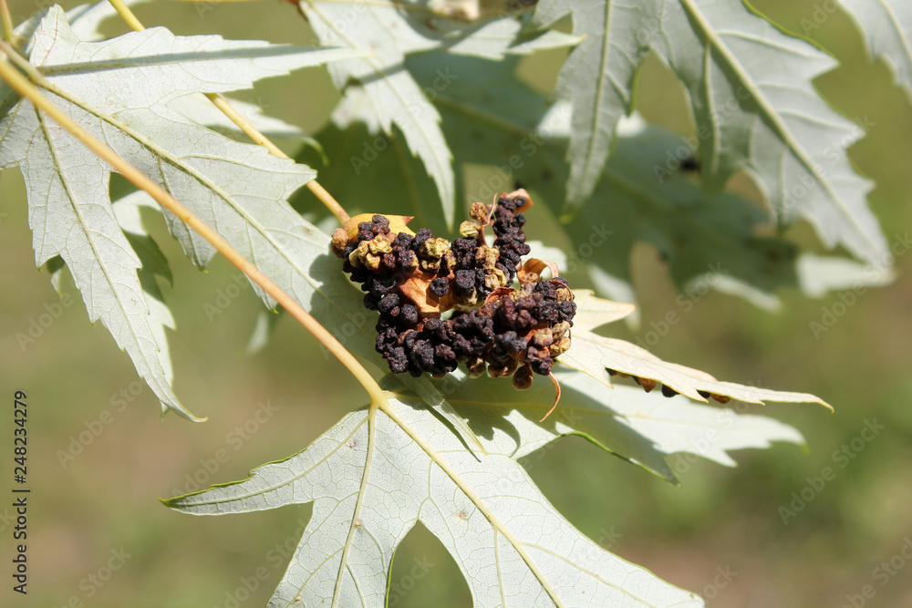 Black galls caused by maple bladder-gall mite or Vasates quadripedes on ...