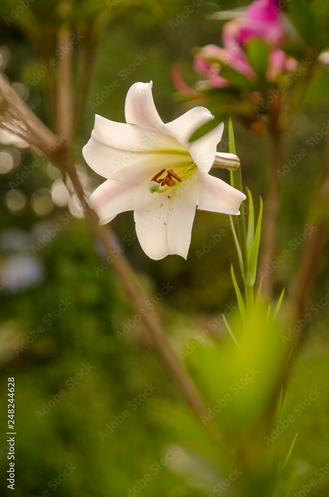 Lirio Branco do campo. Um dos significados atribuídos à palavra lírio é ...