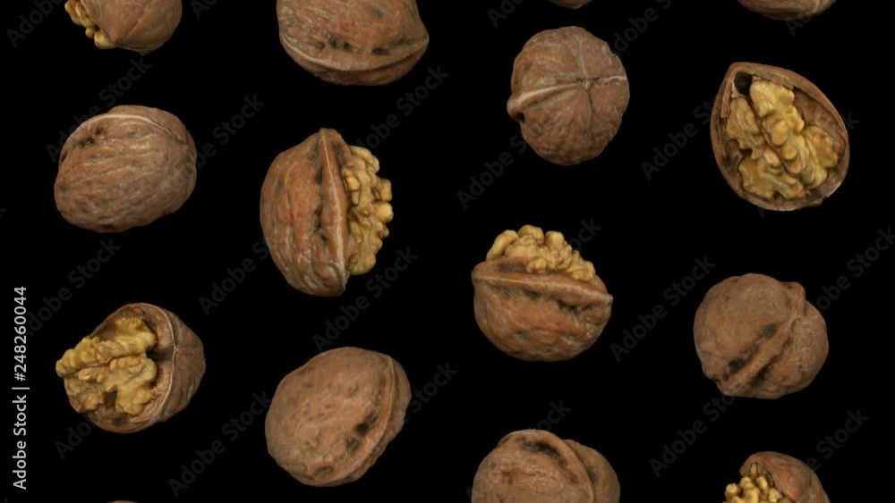 Realistic render of falling walnuts on transparent background (with ...