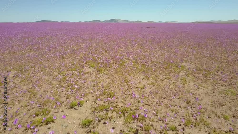 Desert Flowers, purple flower bed fields aerial drone footage. From ...