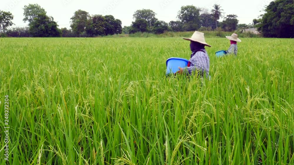 4K footage of the farmers are putting fertilizer on rice in the rice ...