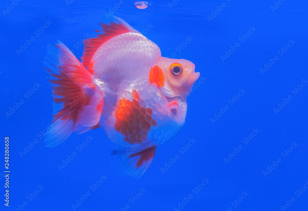 Ryukin Goldfish Tank