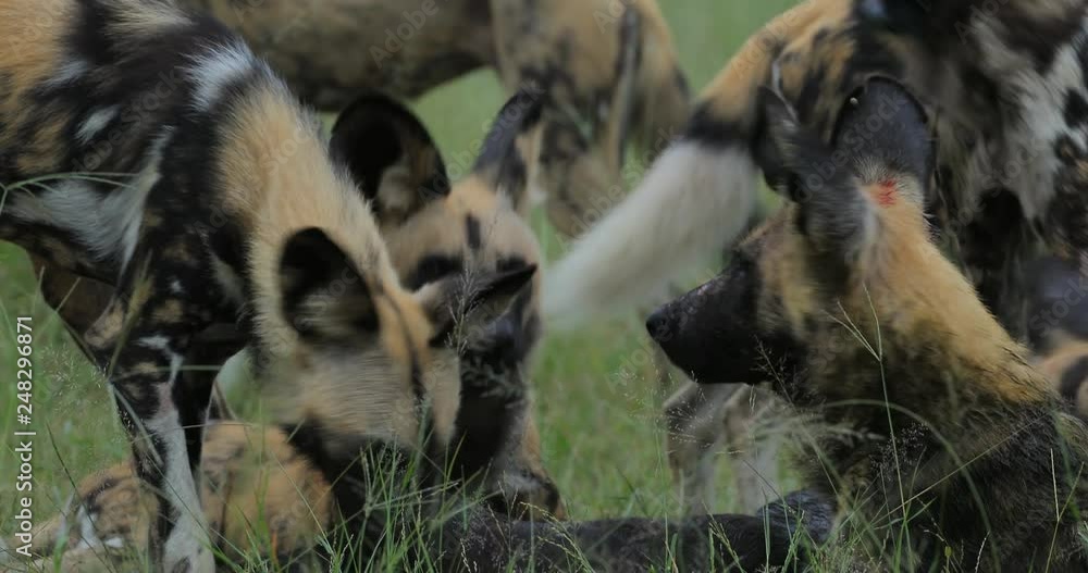 Wild Dog Hunting in Botswana, buffalo cow and calf with predator ...