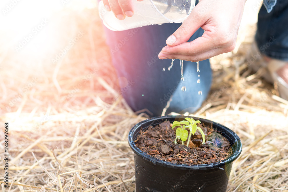 World environment day reforesting eco bio arbor CSR ESG ecosystems ...