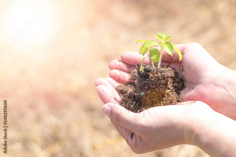 World environment day reforesting eco bio arbor CSR ESG ecosystems ...