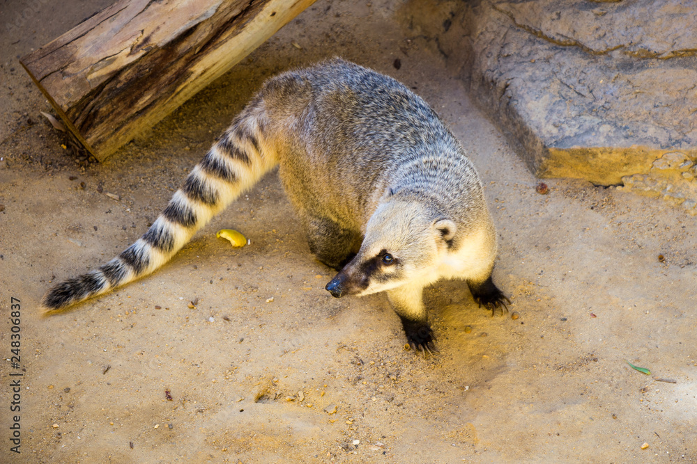 nosal in a zoo enclosure Stock Photo | Adobe Stock