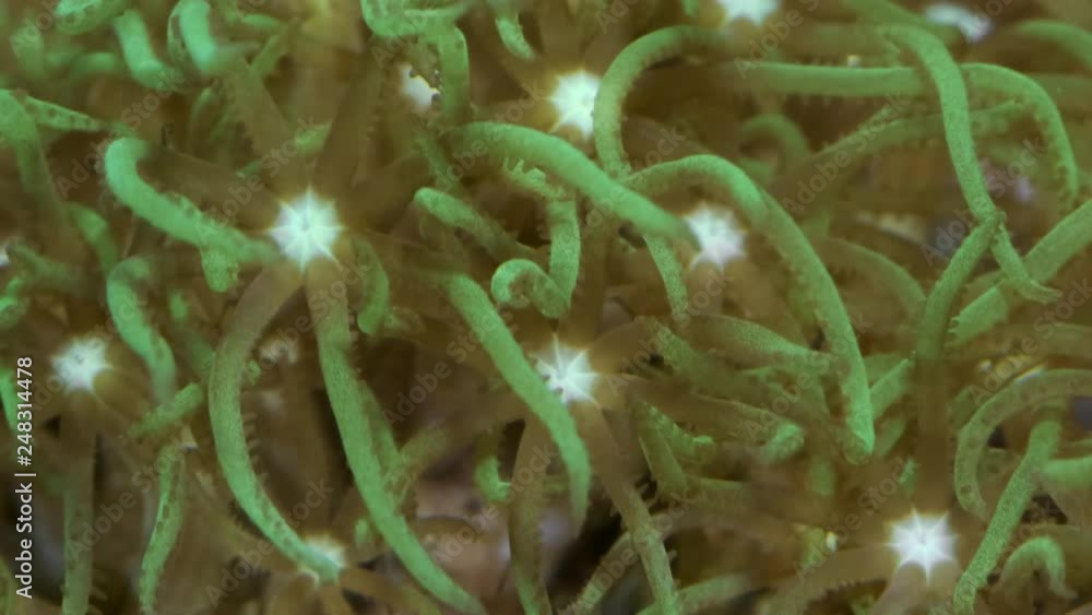 Closeup of Green Star Polyps. Daisy Polyps, Star Polyps, Brown Star ...