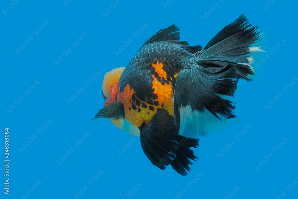 Beautiful Orange-Black Color of Oranda Goldfish (Carassius auratus) in ...