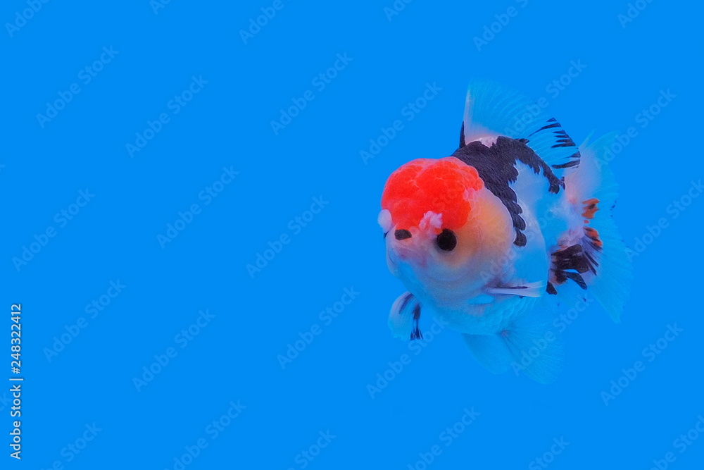 Beautiful Oranda Goldfish (Carassius auratus) White-black Color with ...