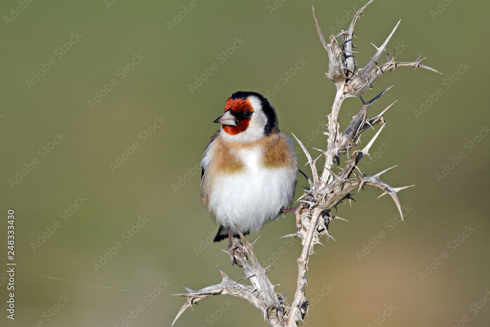 Stieglitz / Distelfink (Carduelis carduelis) - goldfinch Stock Photo ...