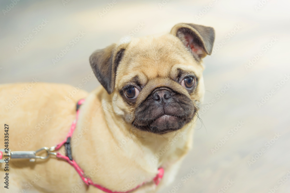 Light Brown Pugs