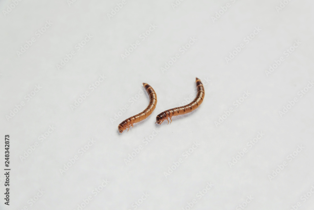 Mealworm. Parasites in products. Flour beetle. Brown-yellow larvae ...
