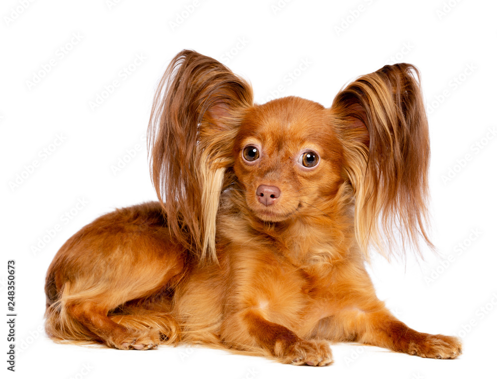 Toy Terrier Dog on Isolated White Background in studio Stock Photo ...