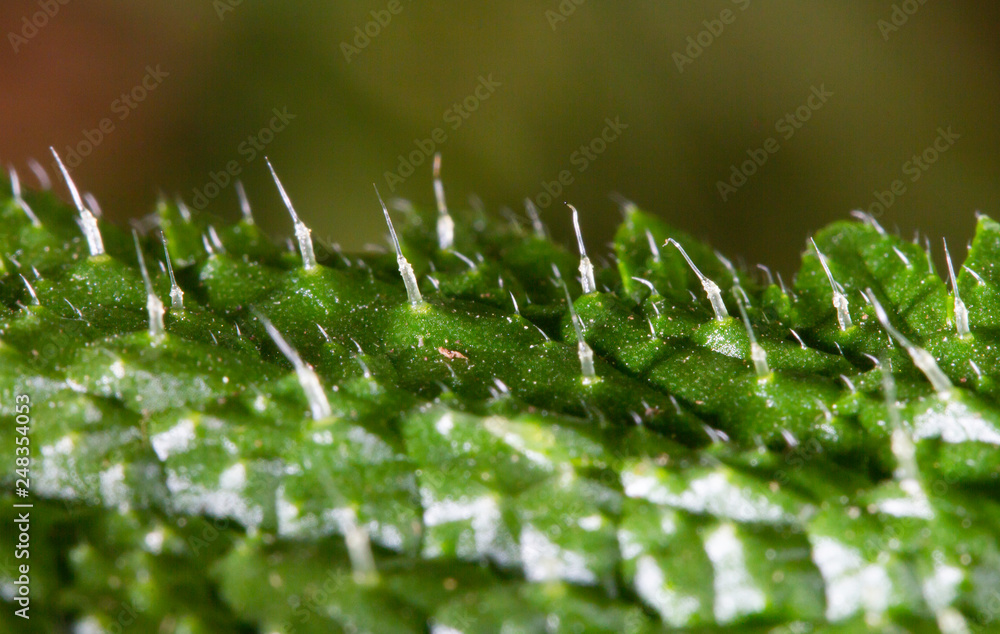 stinging nettle close up of leaves showing stinging needles Stock Photo ...