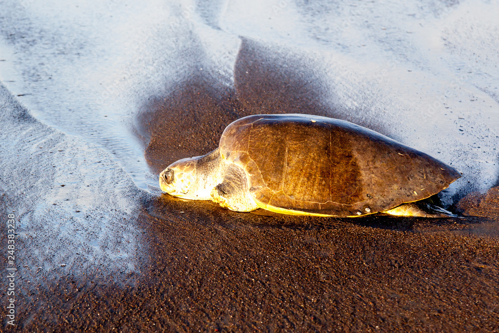 An injured olive ridley sea turtle crying on the beach after it failed ...