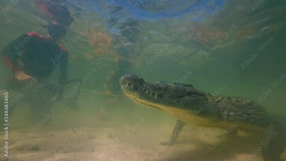 Predator in water, wild Alligator American saltwater crocodile ...