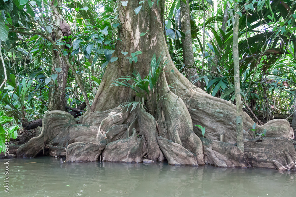 The roots of a bloodwood tree (Brosimum rubescens) in the water of ...