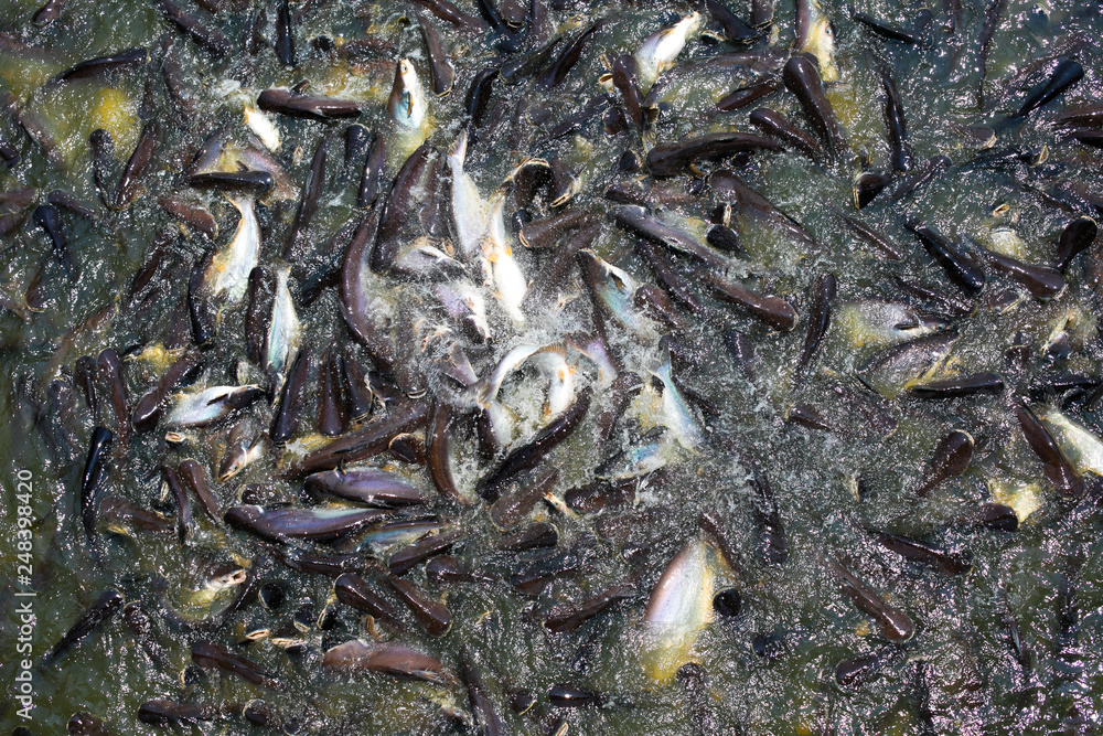 many Pangasius fish at river front of temple in Thailand Stock Photo ...