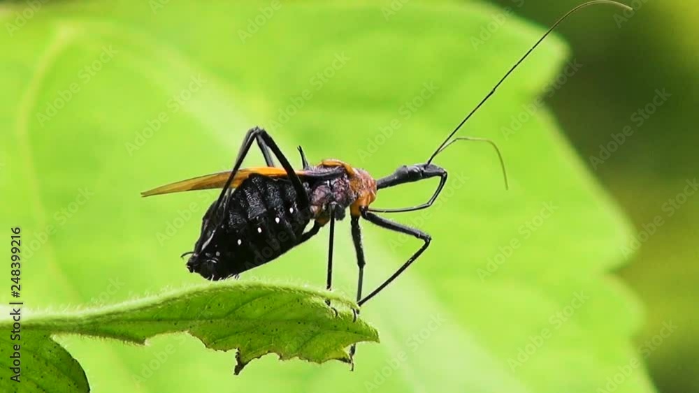 A Weevil (Curculionoidea) on a jungle leaf. Kingdom: Animalia, Phylum ...