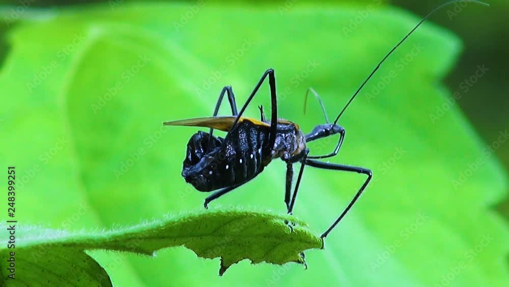 A Weevil (Curculionoidea) cleans itself on a jungle leaf. Phylum ...