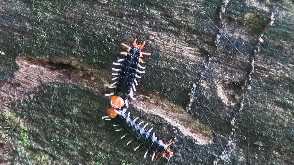 Two unidentified worms (centipedes) battle for possession of a tiny ...
