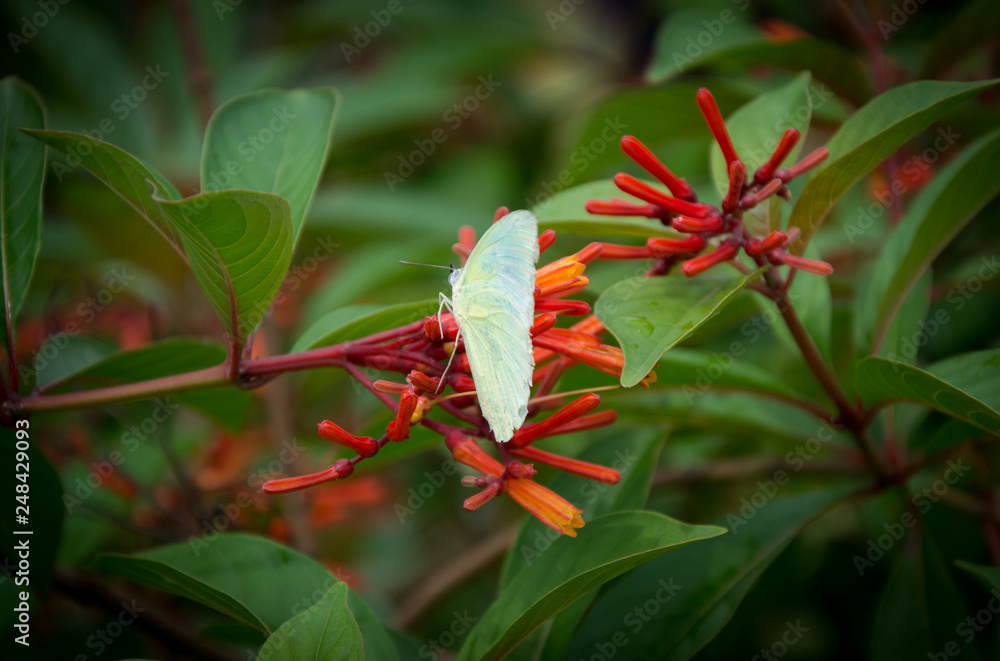 Mariposa posada en las flores rojas de un árbol embothrium coccineum ...