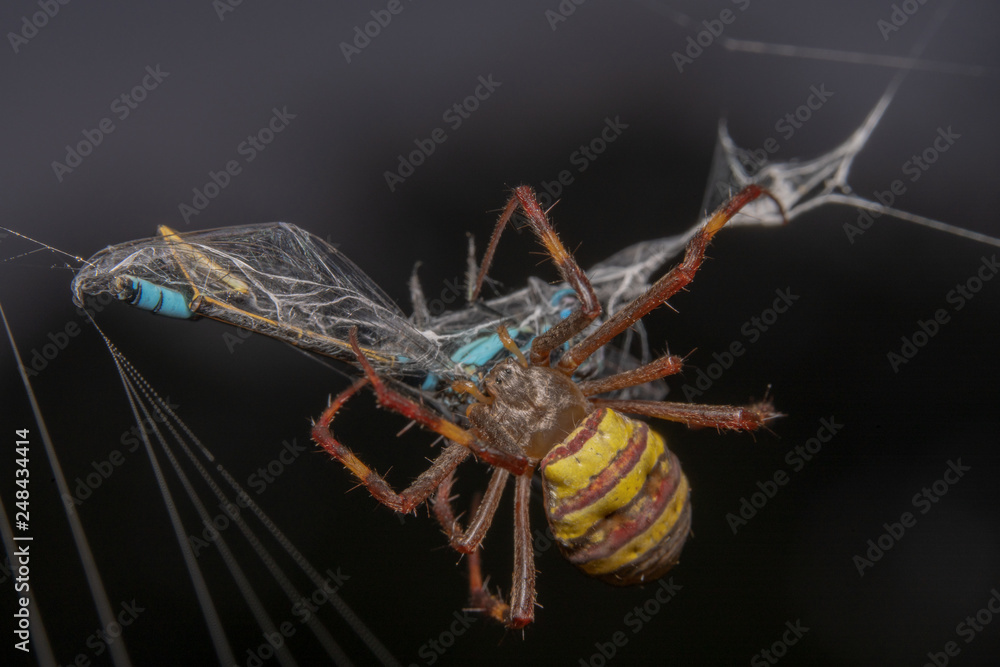 Saint Andrew spider wrapping up blue damselfly with orange tail for ...