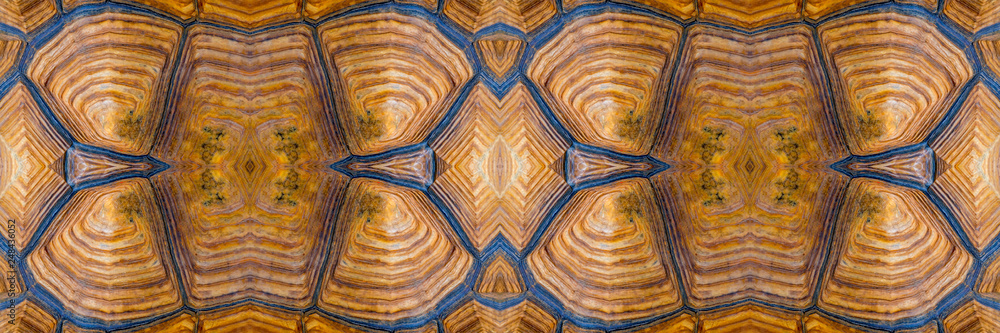 Turtle carapace, Close up texture and pattern of turtle shell in ...