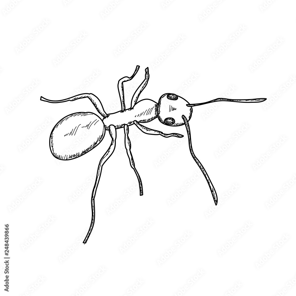 ant, sketch, outline on white background, isolated Stock Vector | Adobe ...
