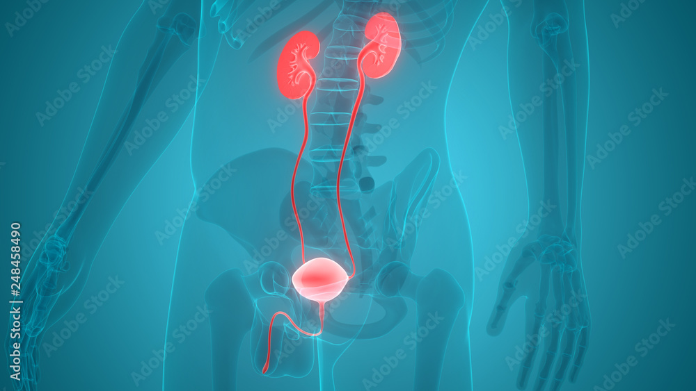 Human Urinary System Kidneys with Bladder Anatomy Stock Illustration ...
