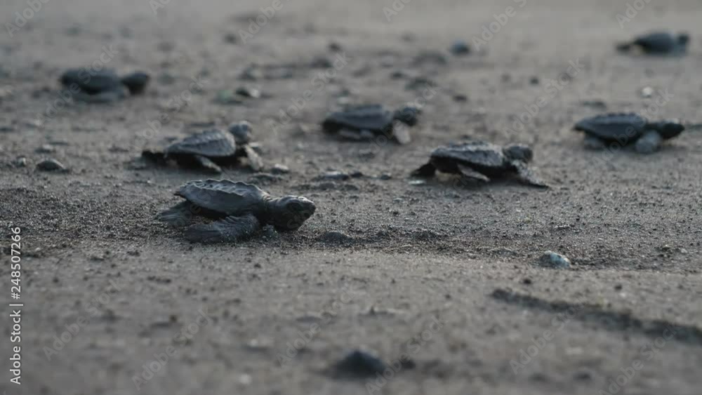 Atlantic Ridley sea baby turtles crossing the beach. Newborn tiny ...