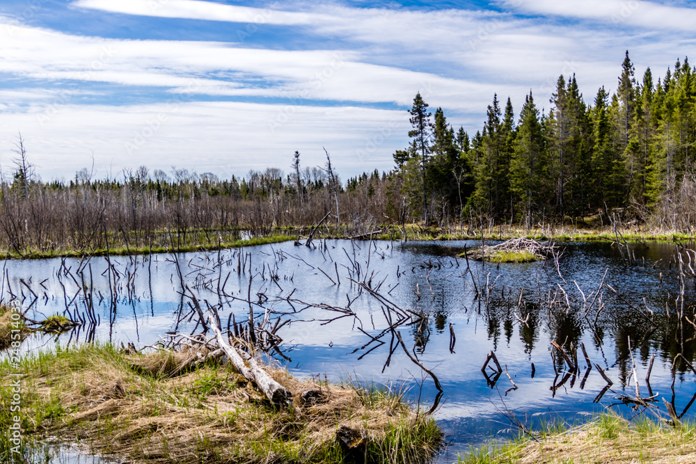 Roadside pond, Sir Richard Squires Memorial Provincial Park ...