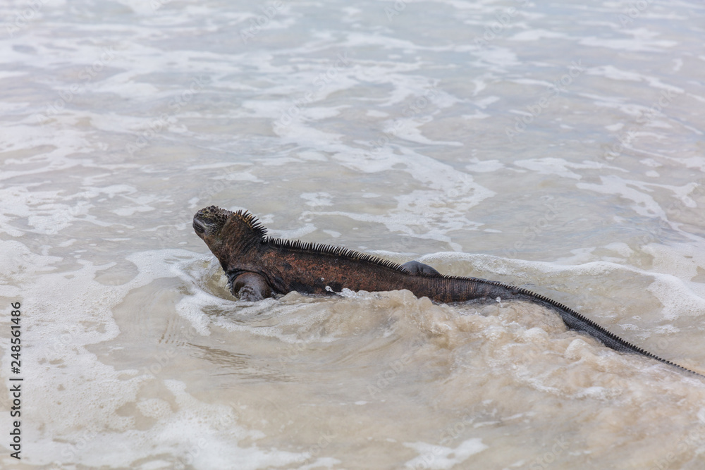 Marine Iguana Swimming