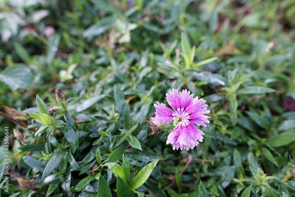 Dianthus Chinensis Leaves