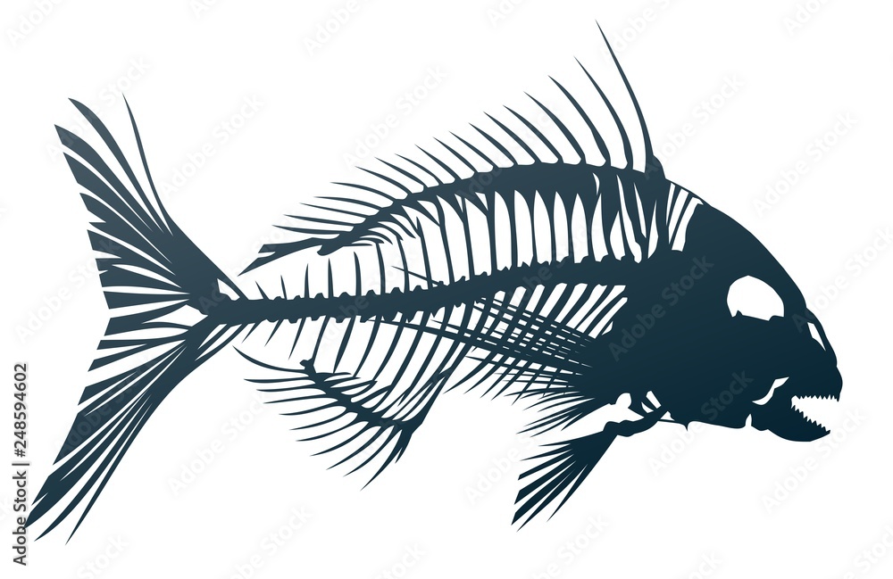 Skeleton of big predatory sea fish. Stock Illustration | Adobe Stock