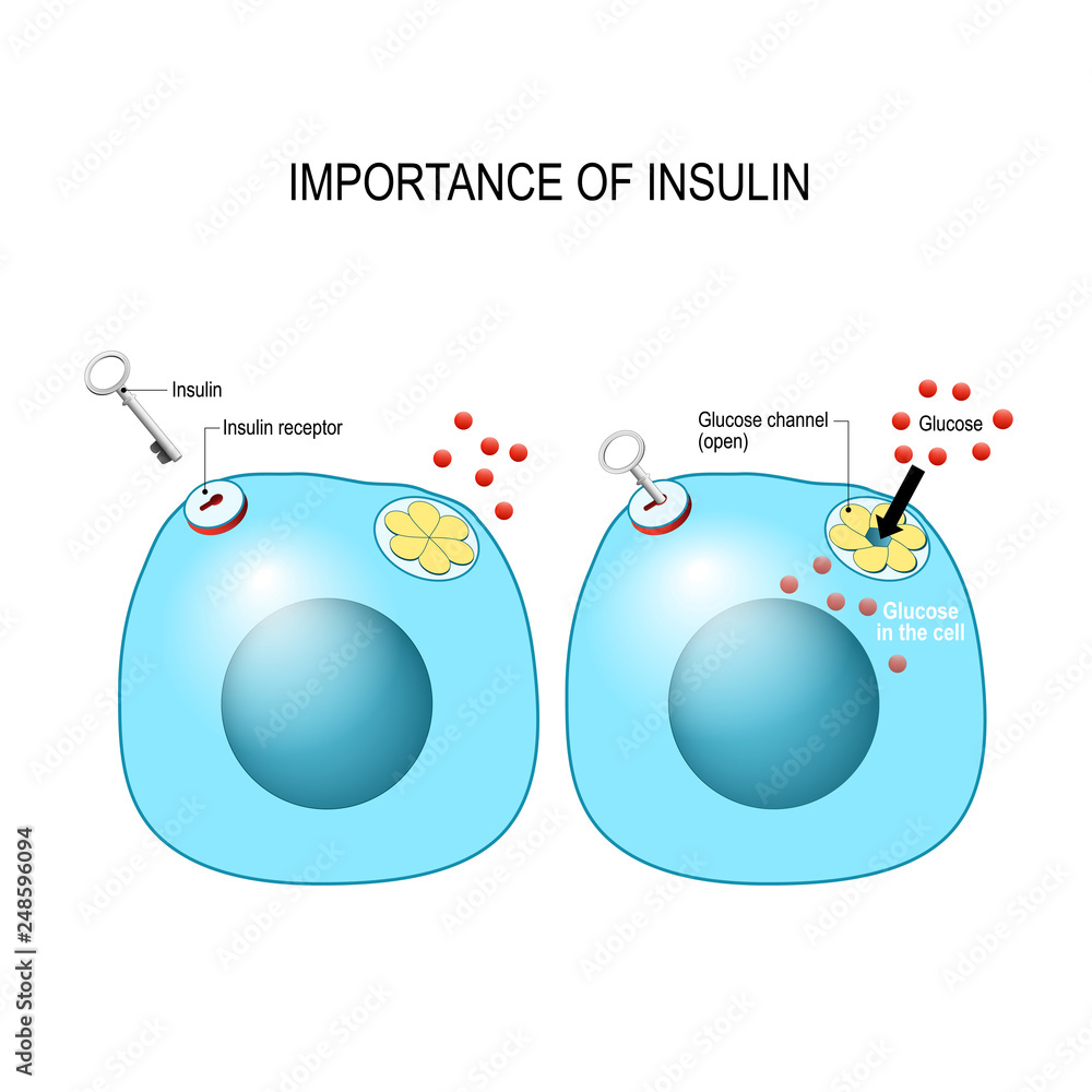 insulin acts as the key which unlocks the cell to allow glucose to ...