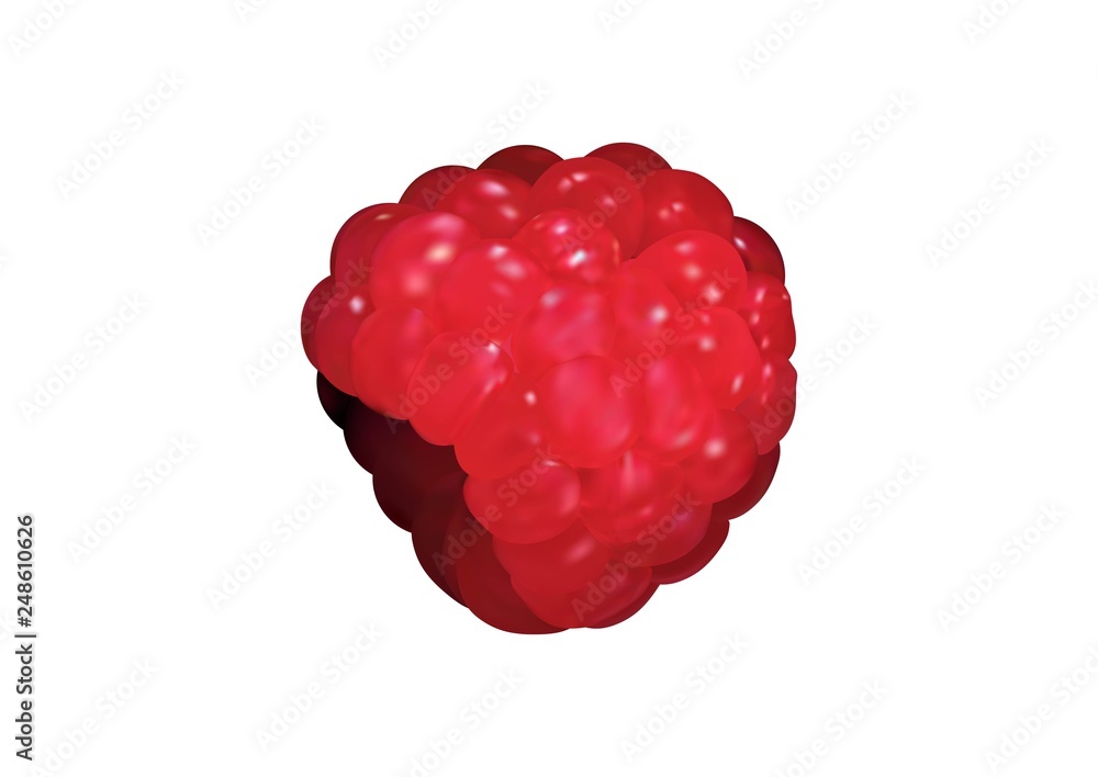 Vector illustration of ripe realistic raspberry isolated on white ...