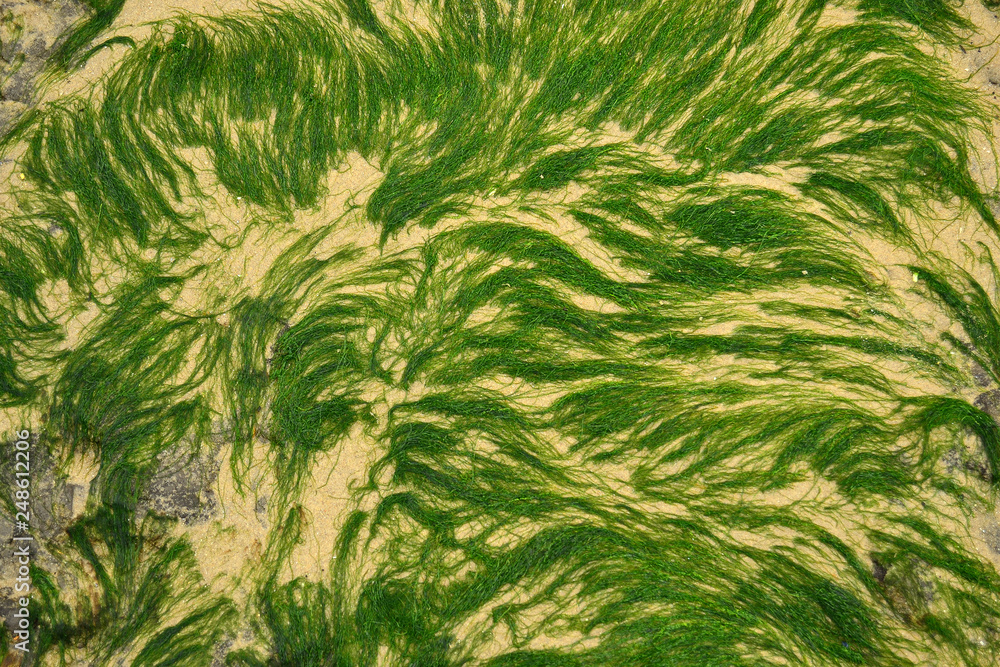 Algues vertes sur la plage, algues photographiées du haut, nord de la ...