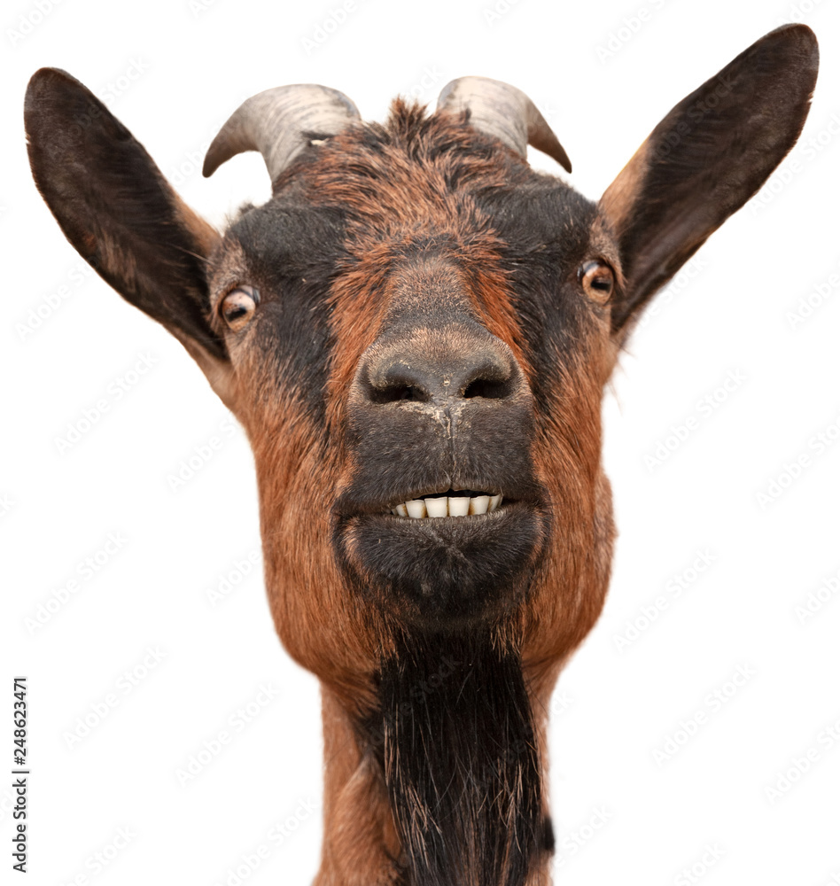 Goat head in closeup, contoured on white background Stock Photo | Adobe ...