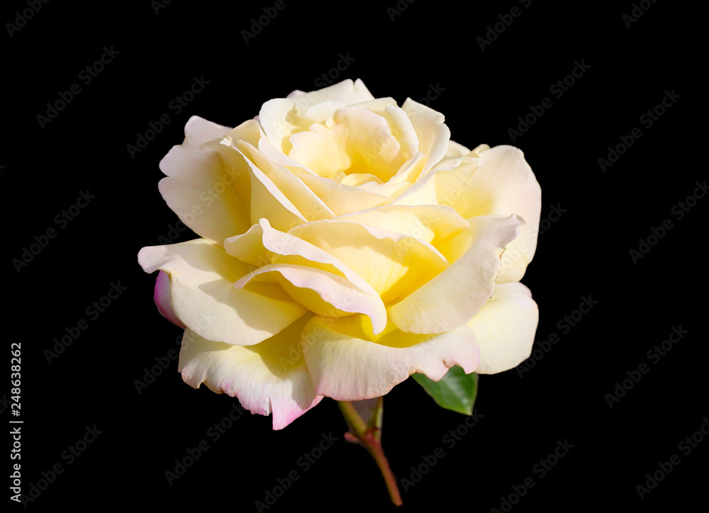 Rose "Gloria Dei". "Gloria Day" worldwide recognized as the standard of ...
