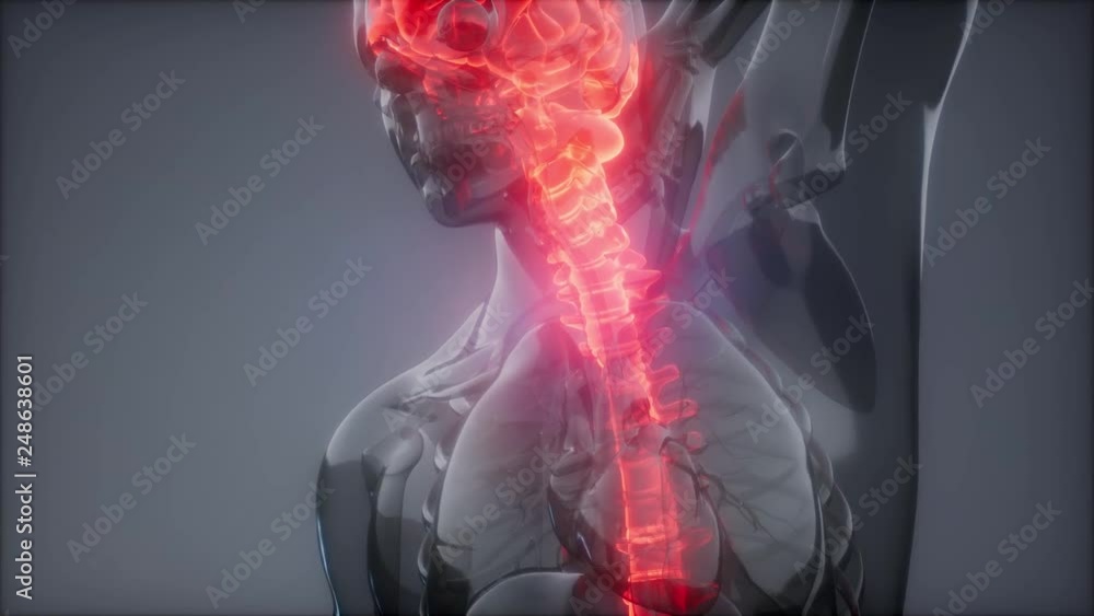backache in backbone. science anatomy scan of human spine bones glowing ...