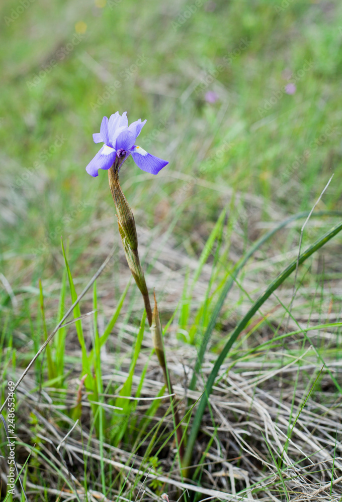 Iris xiphium, commonly known as the Spanish iris, is an iris native to ...