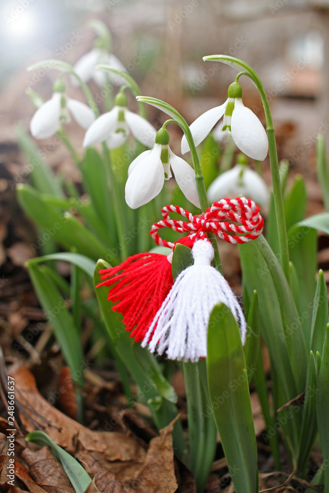 Snowdrops and martenitsa. Symbols of spring. White snowdrop flowers and ...